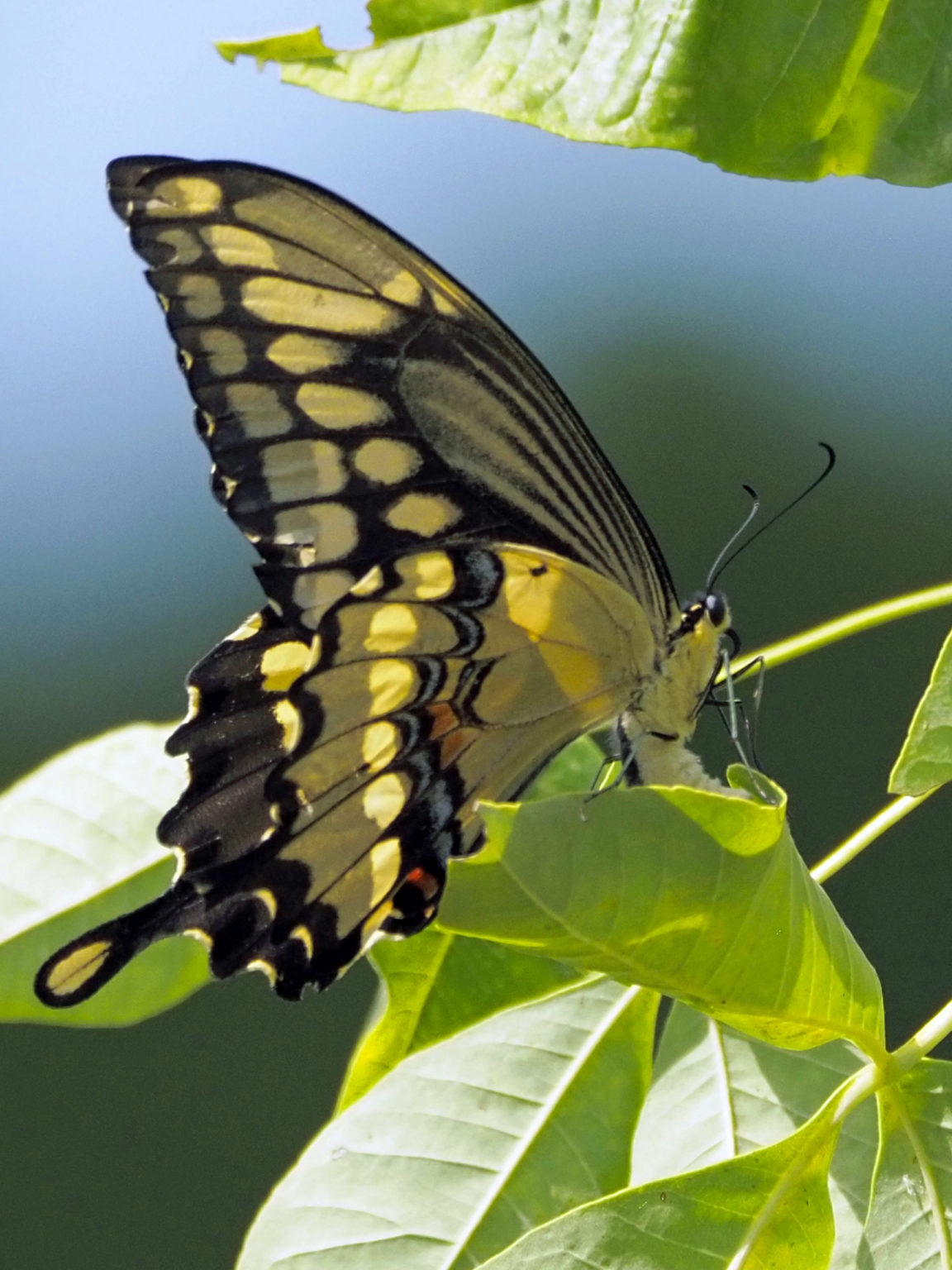 Photographs of Michigan butterflies by Ed Rothwell
